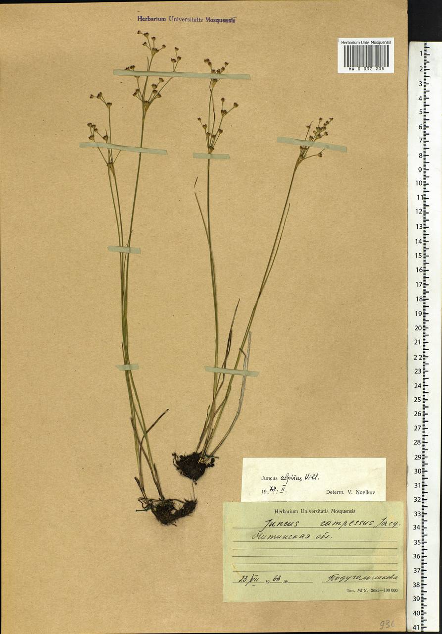 MW0037205, Juncus alpinoarticulatus (Ситник альпийскочленистый), specimen