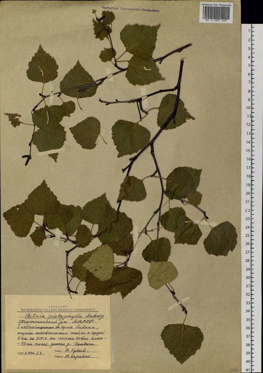 MW0069168, Betula platyphylla (Береза плосколистная), specimen