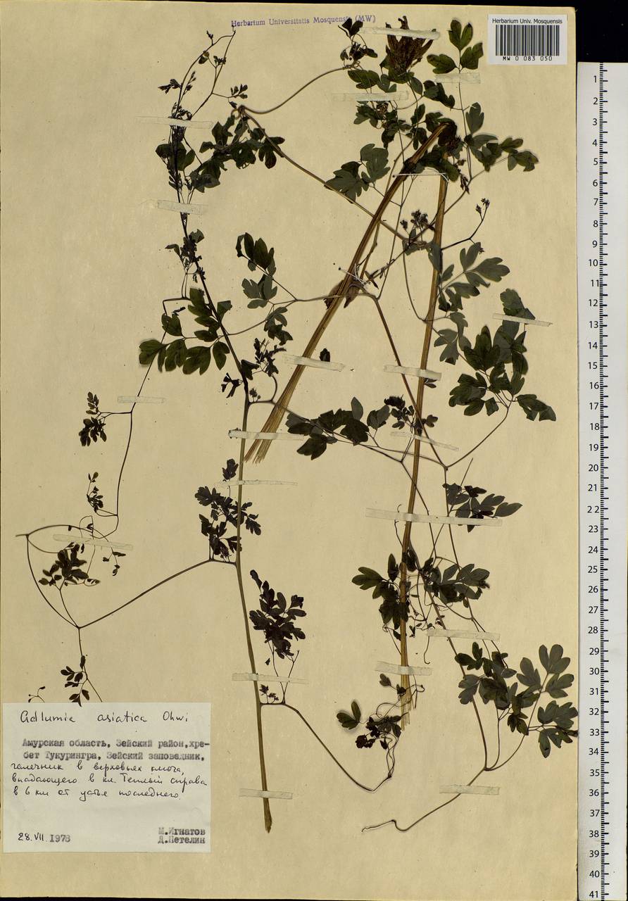 MW0083050, Adlumia asiatica (Адлумия азиатская), specimen