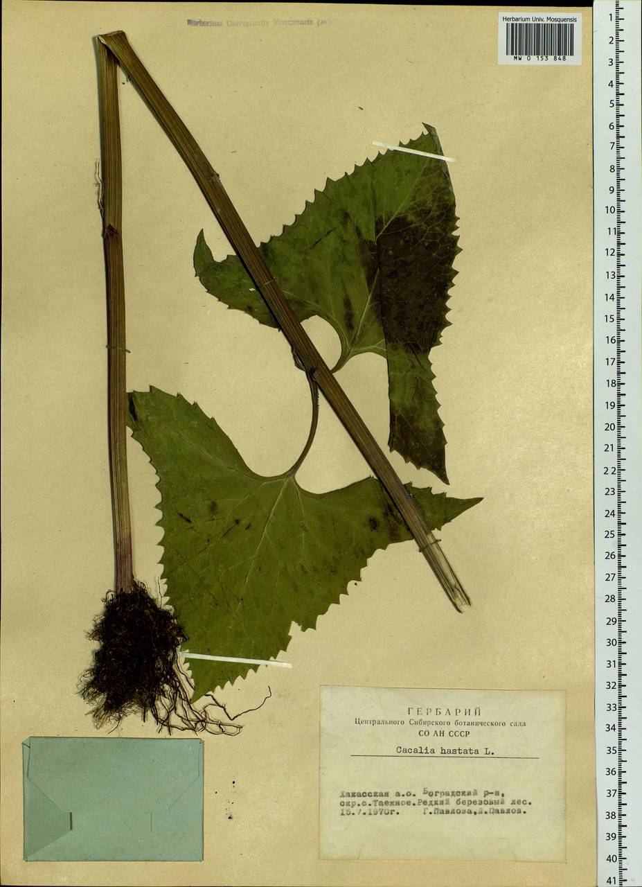 MW0153848, Cacalia hastata (Недоспелка копьевидная), specimen