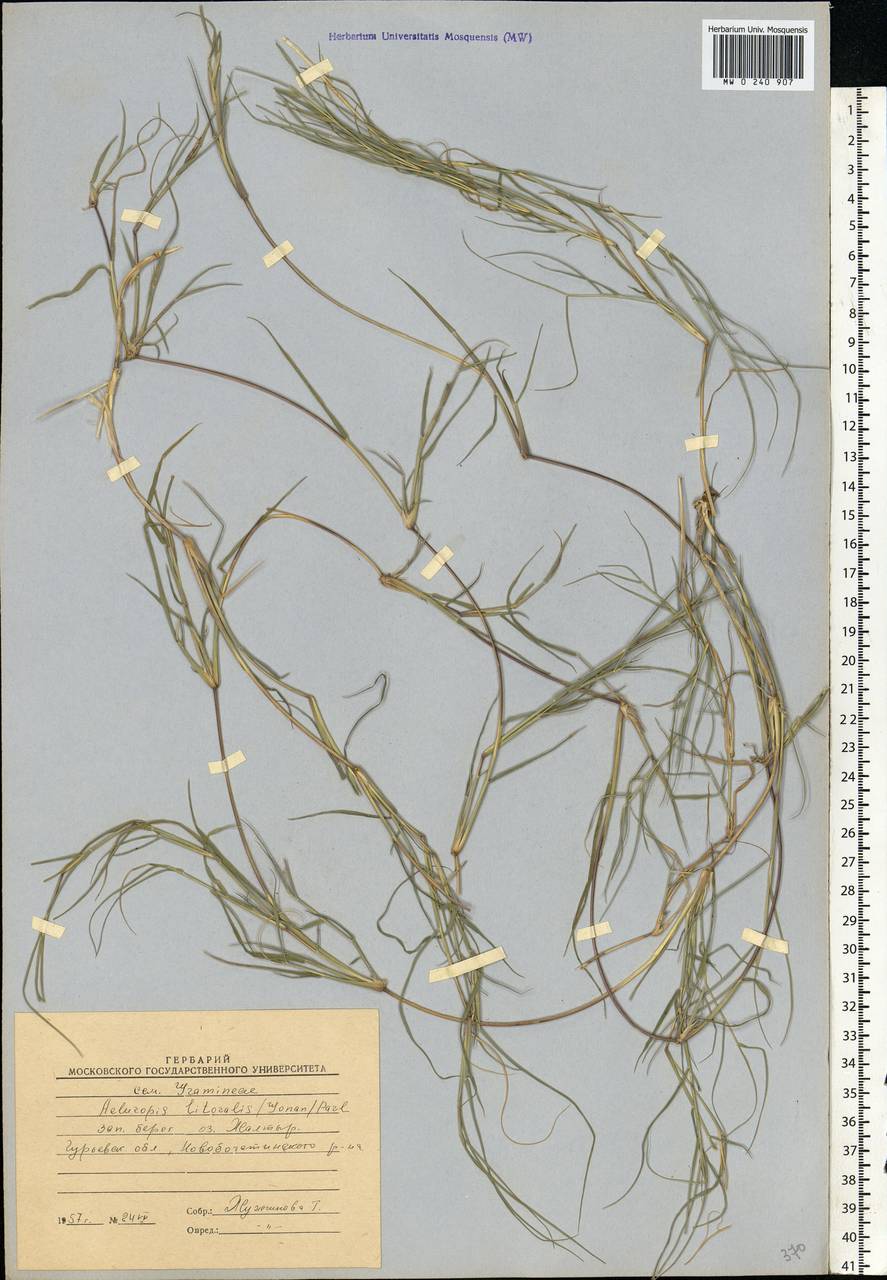 MW0240907, Aeluropus littoralis (Прибрежница солончаковая), specimen