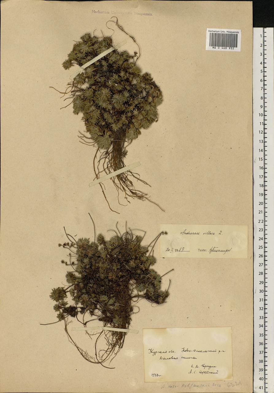 MW0468932, Androsace koso-poljanskii (Проломник Козо-Полянского), specimen