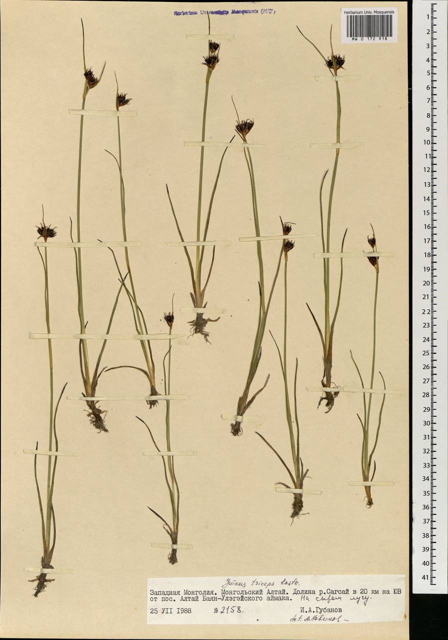 MW0172918, Juncus triceps (Ситник трехглавый), specimen