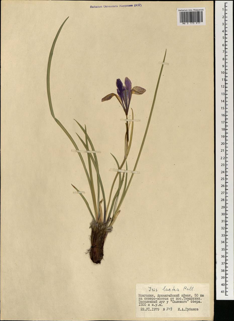 MW0173917, Iris lactea (Ирис молочно-белый), specimen