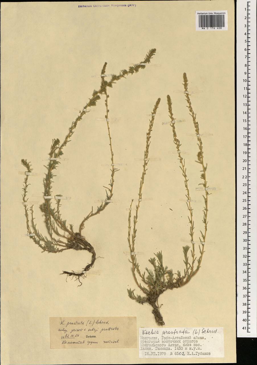 MW0176408, Kochia prostrata (Прутняк стелющийся), specimen