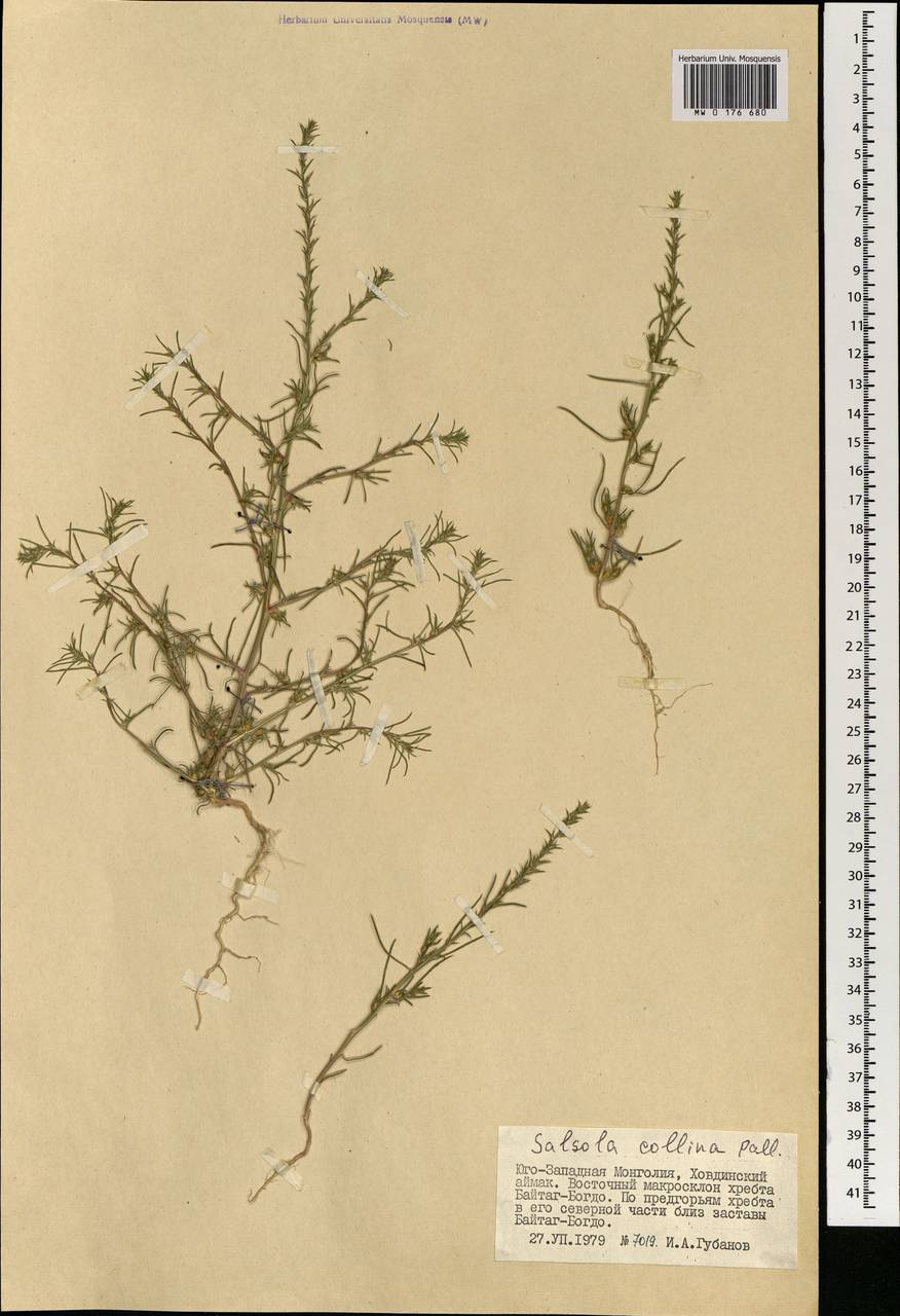 MW0176680, Salsola collina (Солянка холмовая), specimen