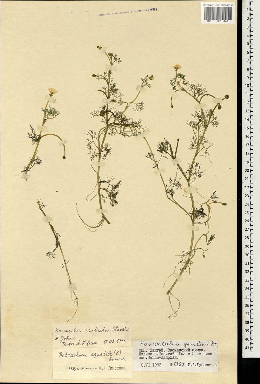 MW0178849, Batrachium eradicatum (Шелковник неукореняющийся), specimen