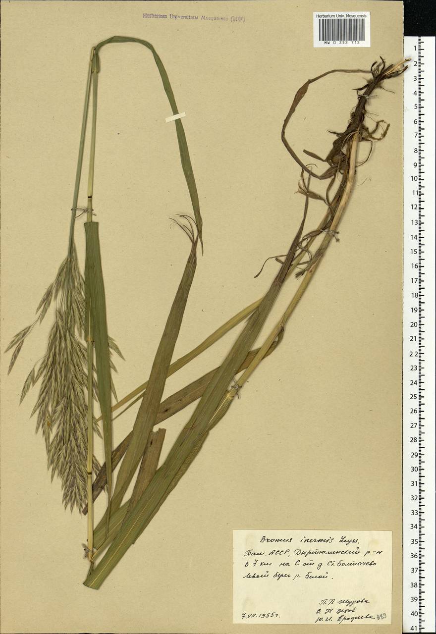 MW0252712, Bromopsis inermis (Кострец безостый), specimen