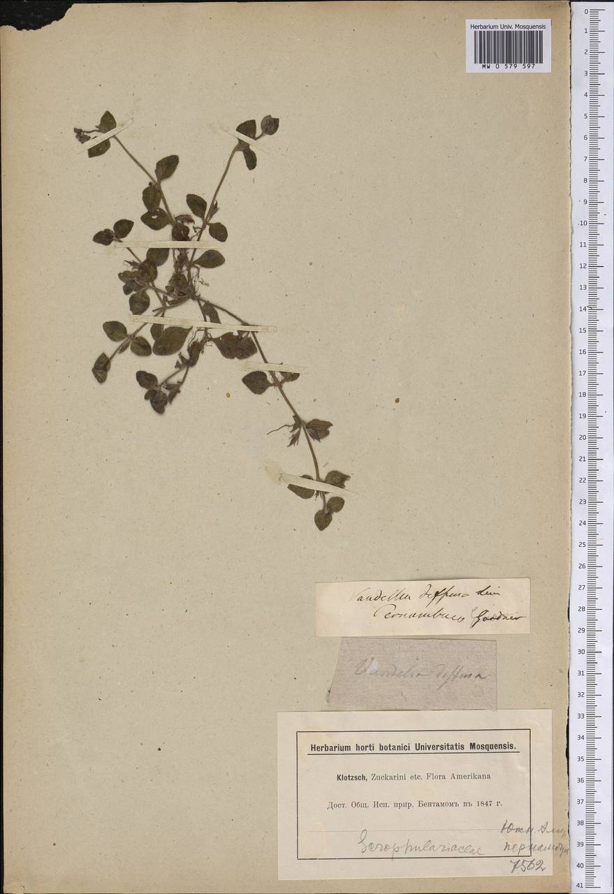 MW0579597, Lindernia diffusa, specimen