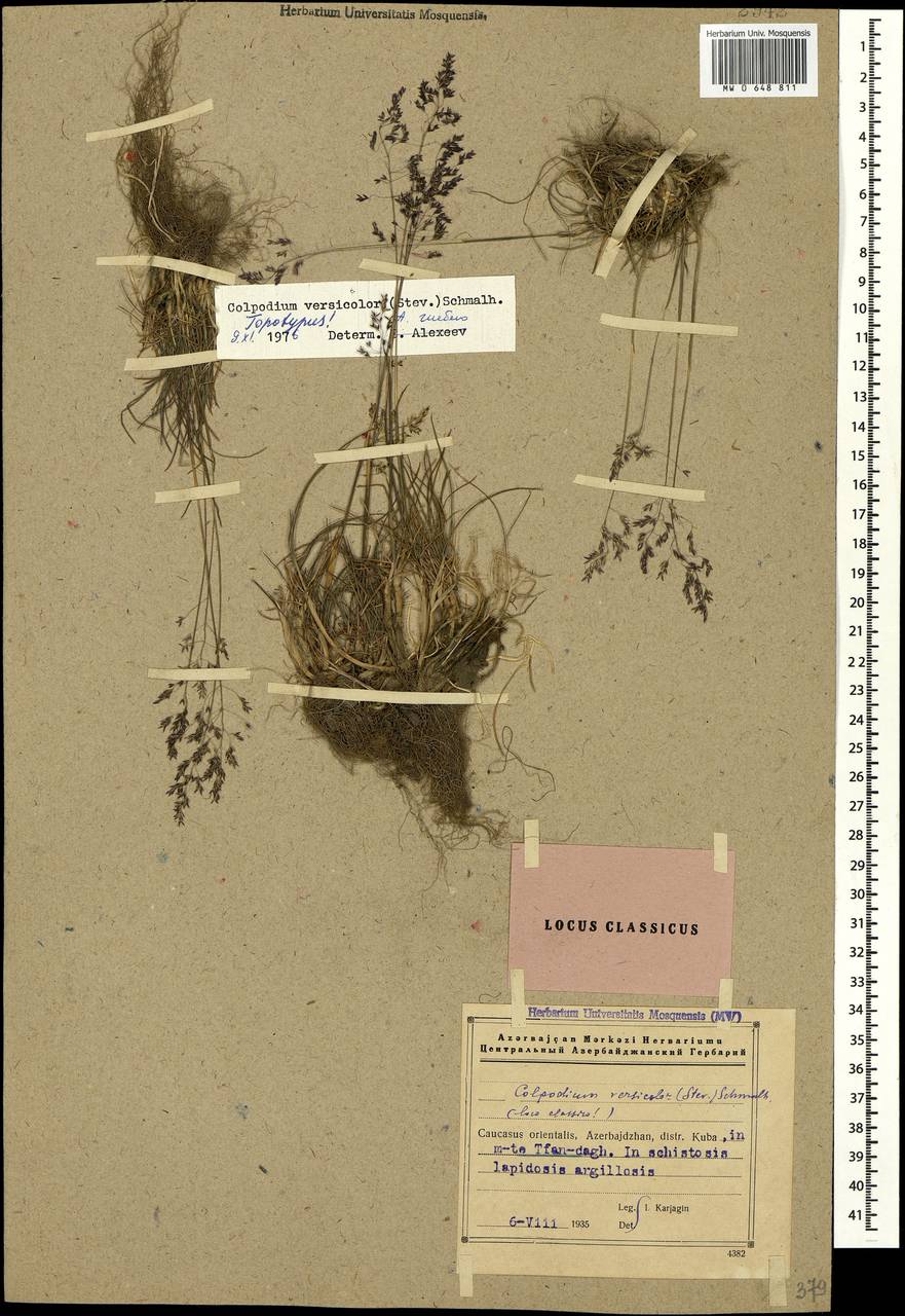 MW0648811, Colpodium versicolor (Колподиум разноцветный), specimen