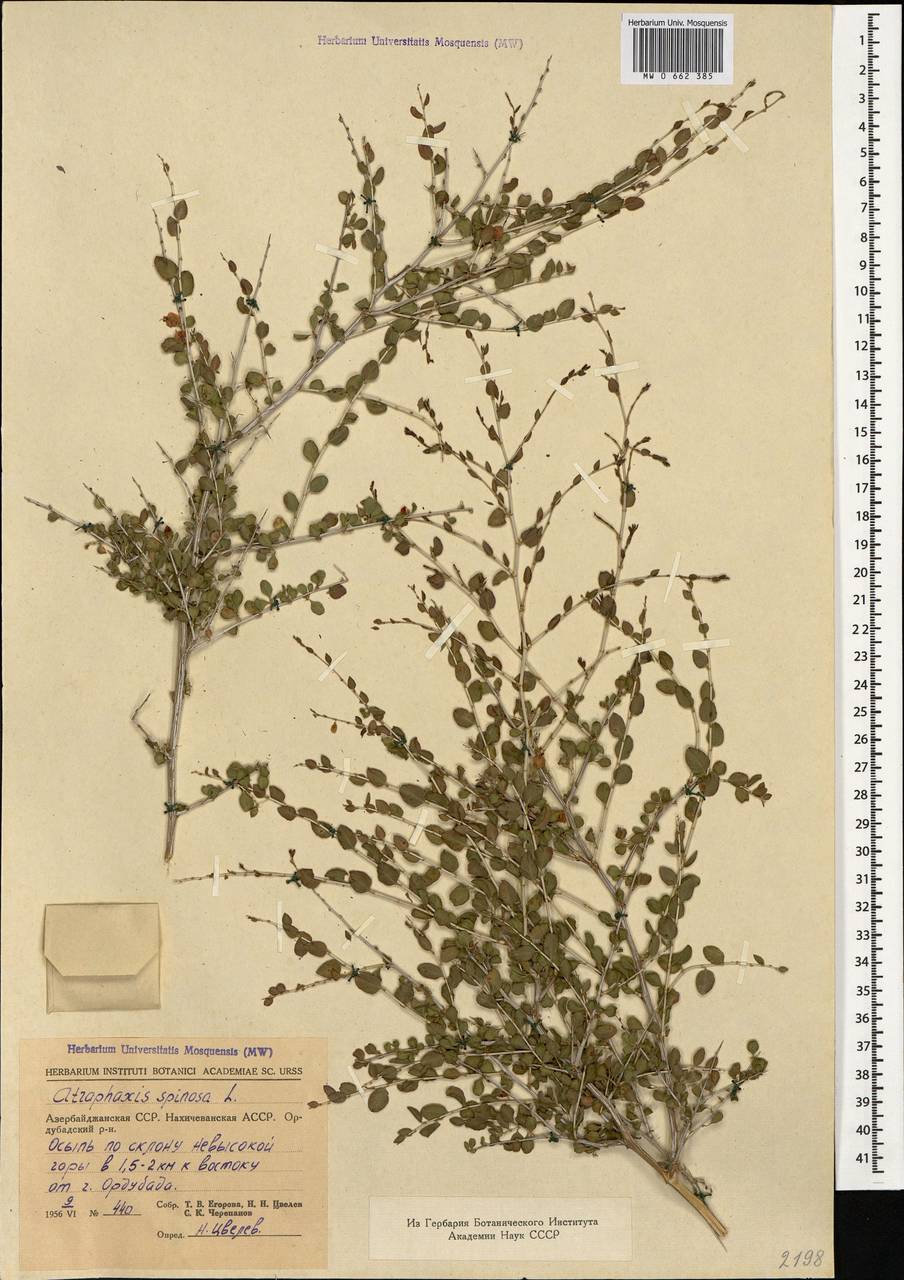 MW0662385, Atraphaxis spinosa (Курчавка шиповатая), specimen