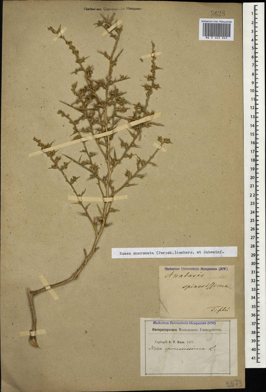MW0663863, Noaea mucronata (Ноэа остроконечная), specimen