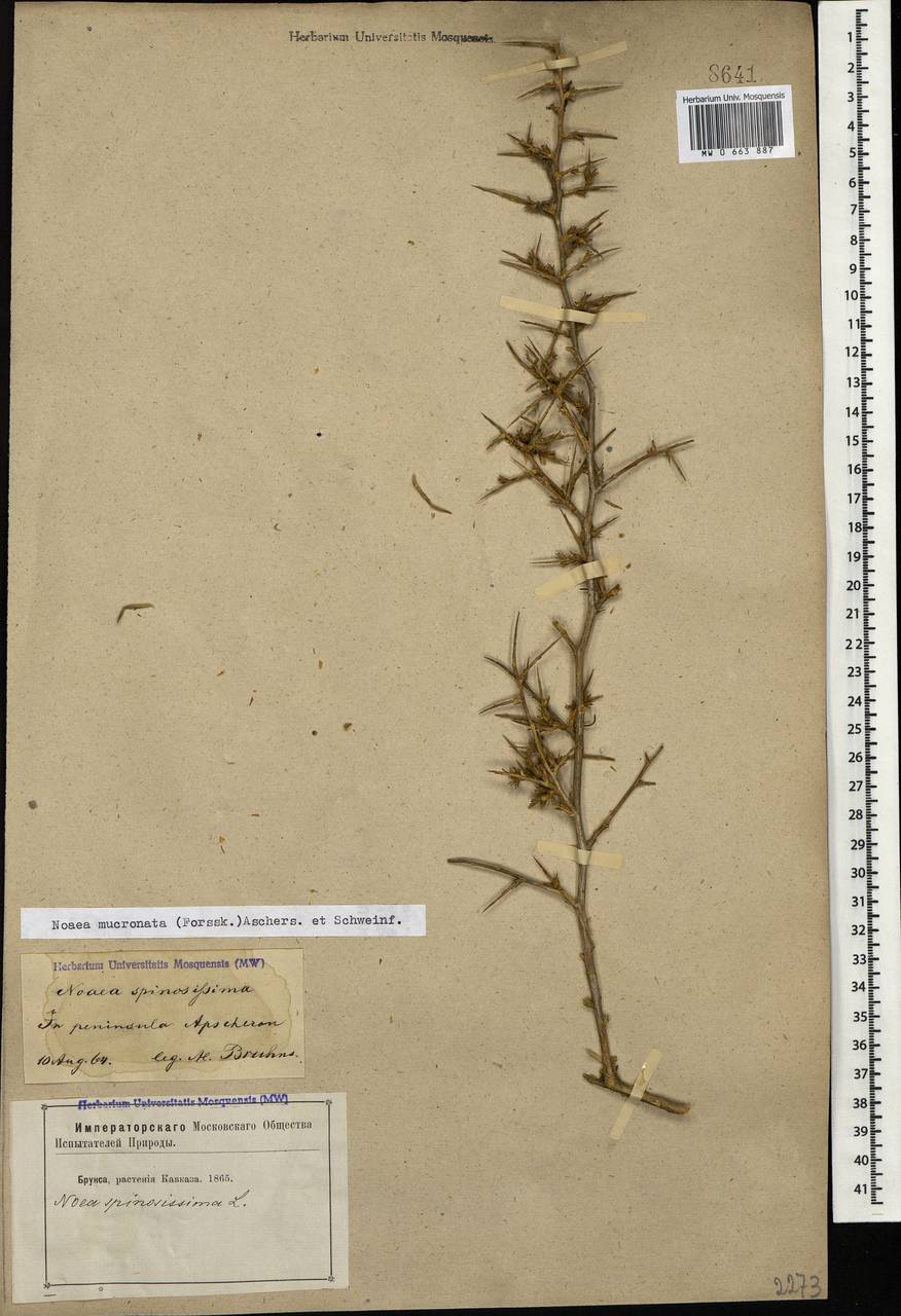 MW0663887, Noaea mucronata (Ноэа остроконечная), specimen