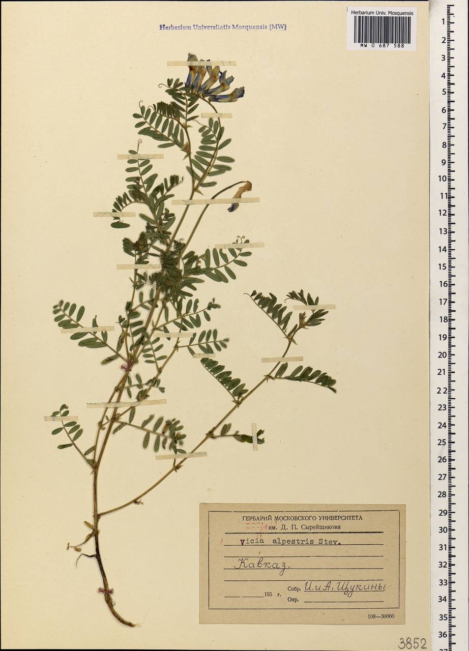 MW0687588, Vicia alpestris (Горошек горный), specimen