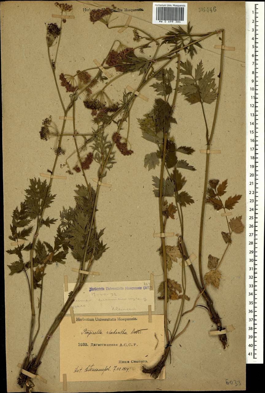 MW0699384, Pimpinella rhodantha (Бедренец розовоцветный), specimen