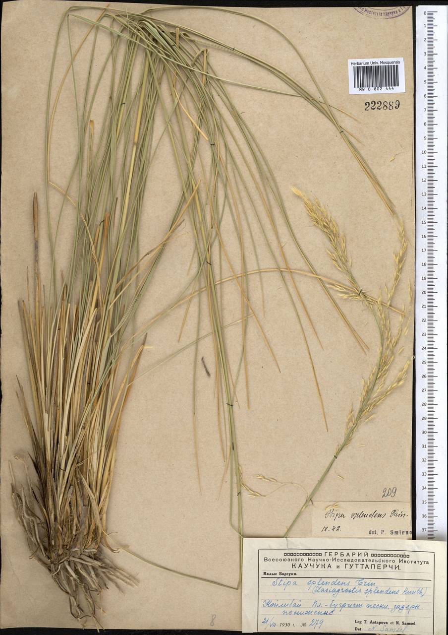 MW0802444, Achnatherum splendens (Чий блестящий), specimen