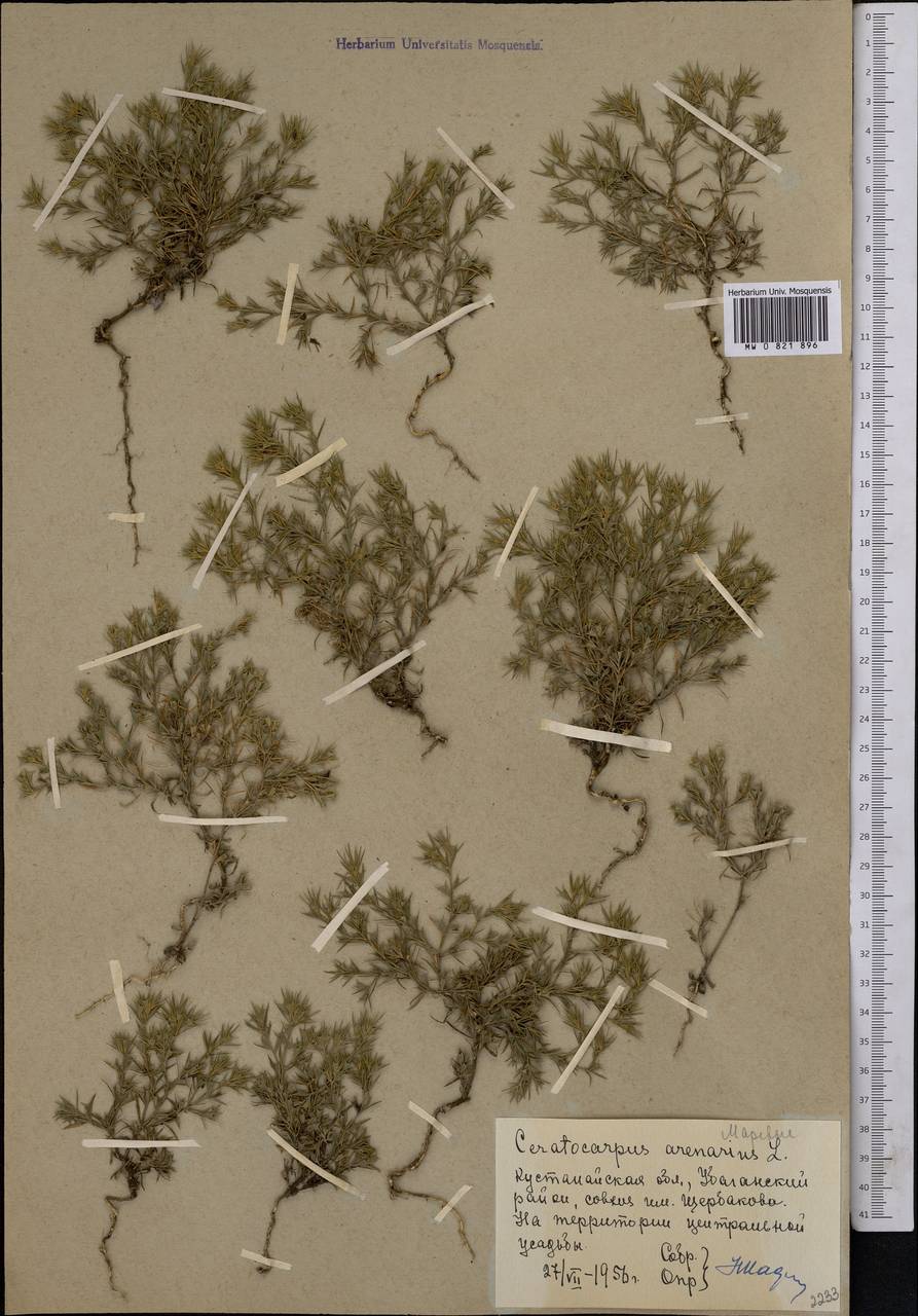 MW0821896, Ceratocarpus arenarius (Рогач песчаный), specimen