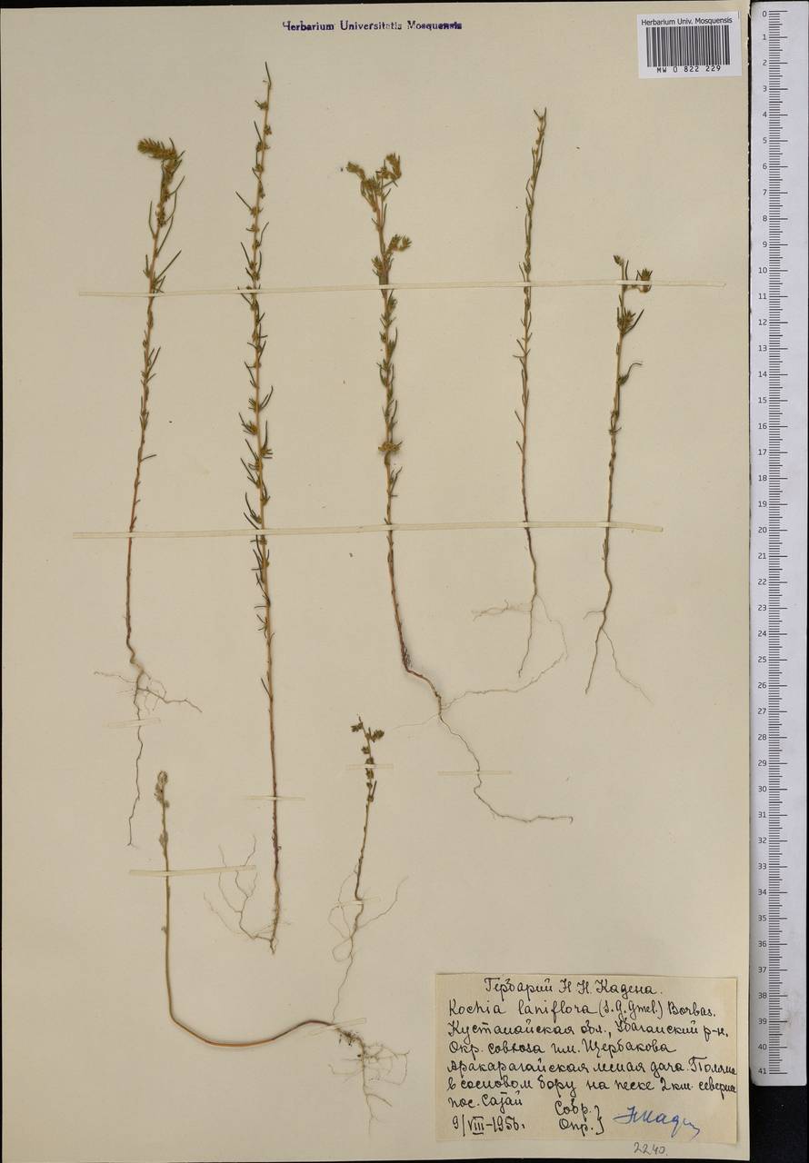 MW0822229, Kochia laniflora (Прутняк шерстистоцветковый), specimen