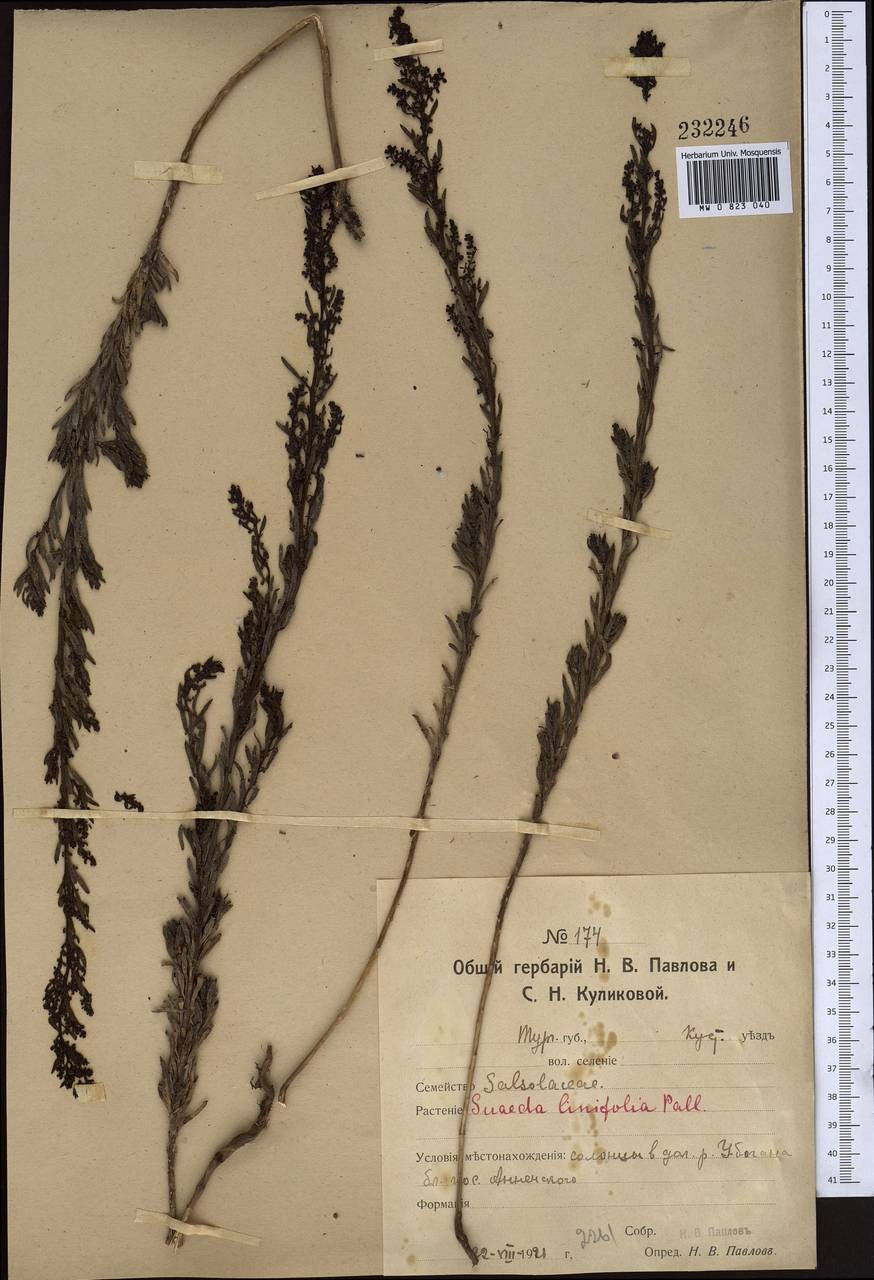 MW0823040, Suaeda linifolia (Сведа льнолистная), specimen