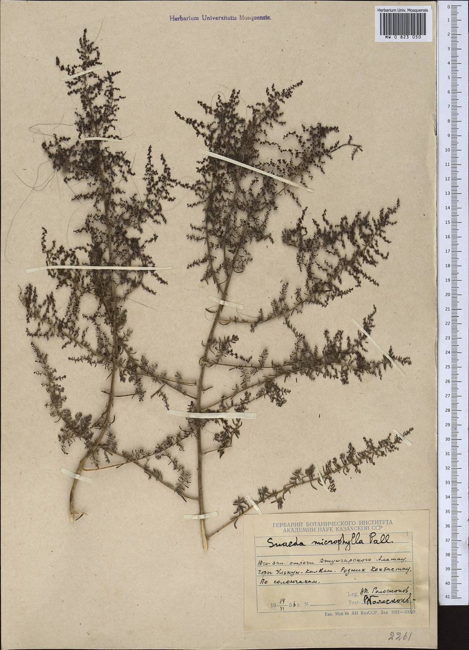 MW0823050, Suaeda microphylla (Сведа мелколистная), specimen