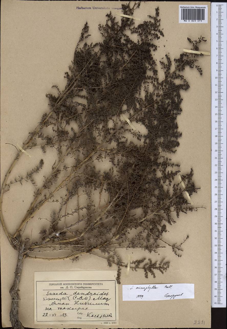 MW0823073, Suaeda microphylla (Сведа мелколистная), specimen
