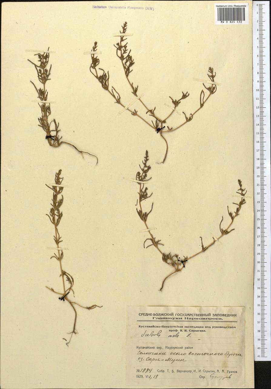 MW0824432, Salsola soda (Солянка содоносная), specimen