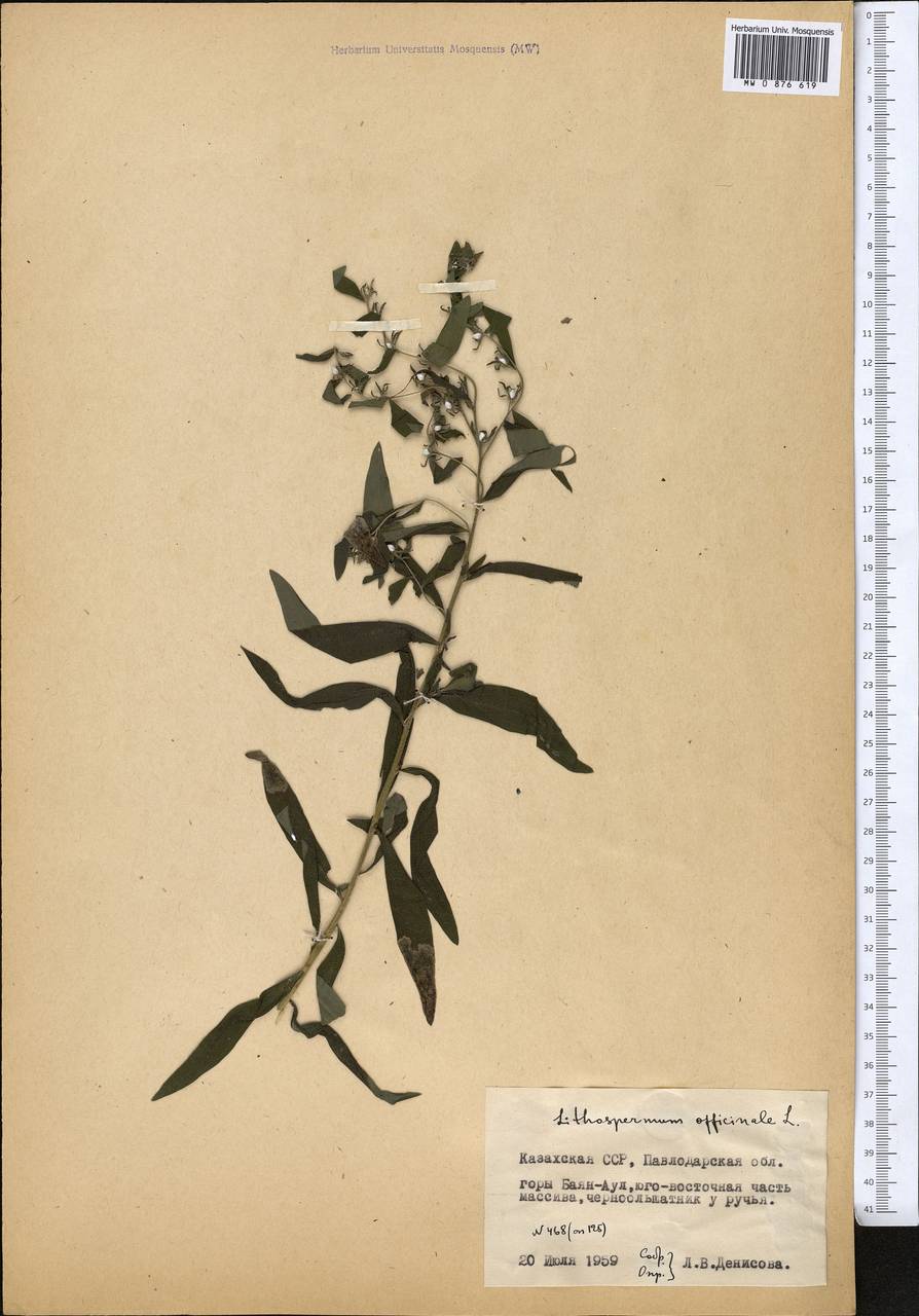 MW0876619, Lithospermum officinale (Воробейник лекарственный), specimen