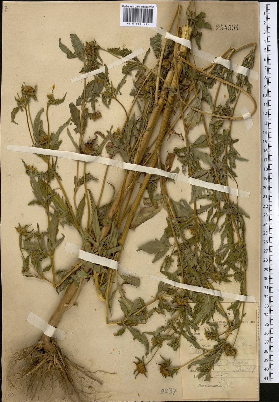 MW0883250, Bidens radiata (Череда лучистая), specimen