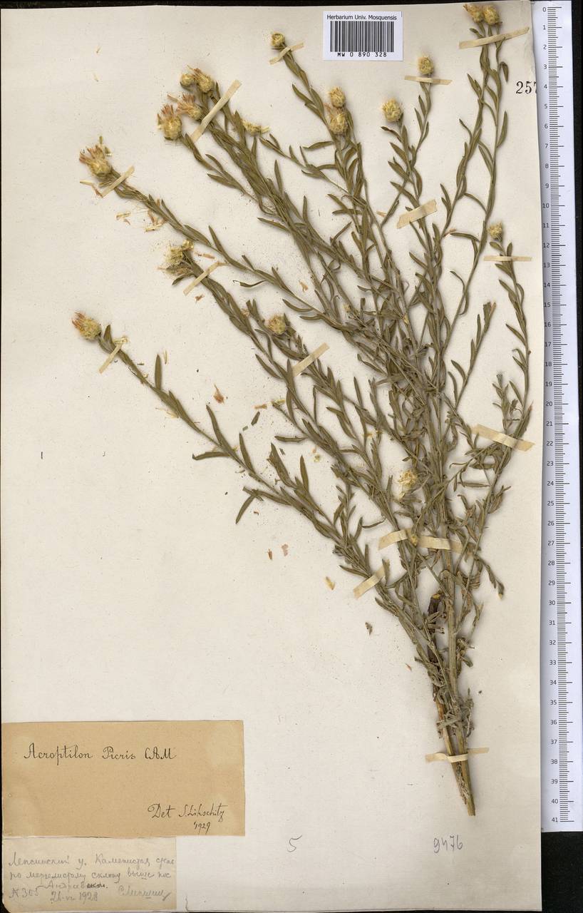 MW0890328, Acroptilon repens (Горчак ползучий), specimen