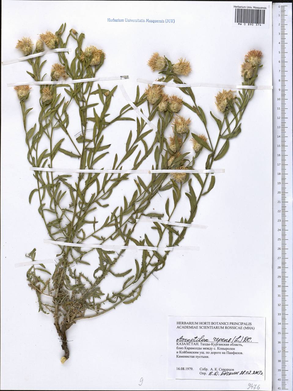 MW0890374, Acroptilon repens (Горчак ползучий), specimen