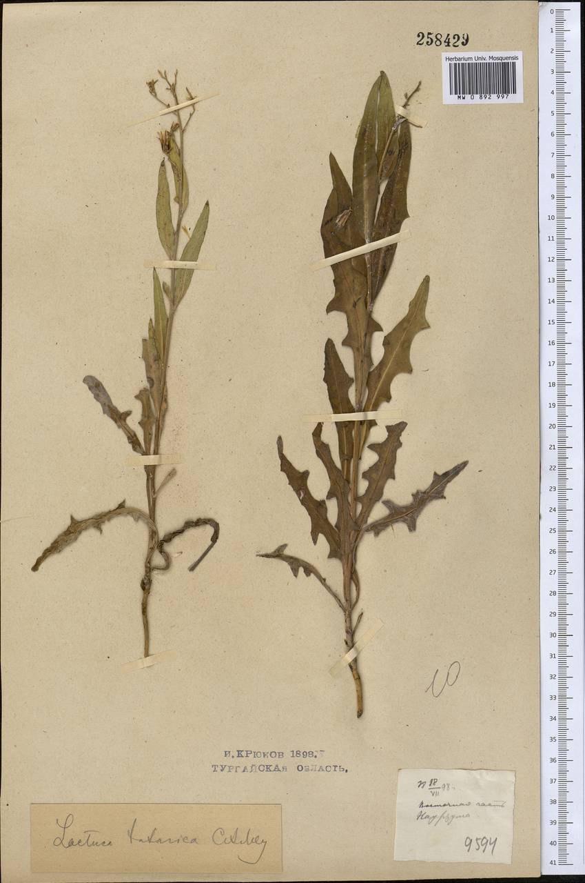 MW0892997, Lactuca tatarica (Латук татарский, Молокан татарский), specimen