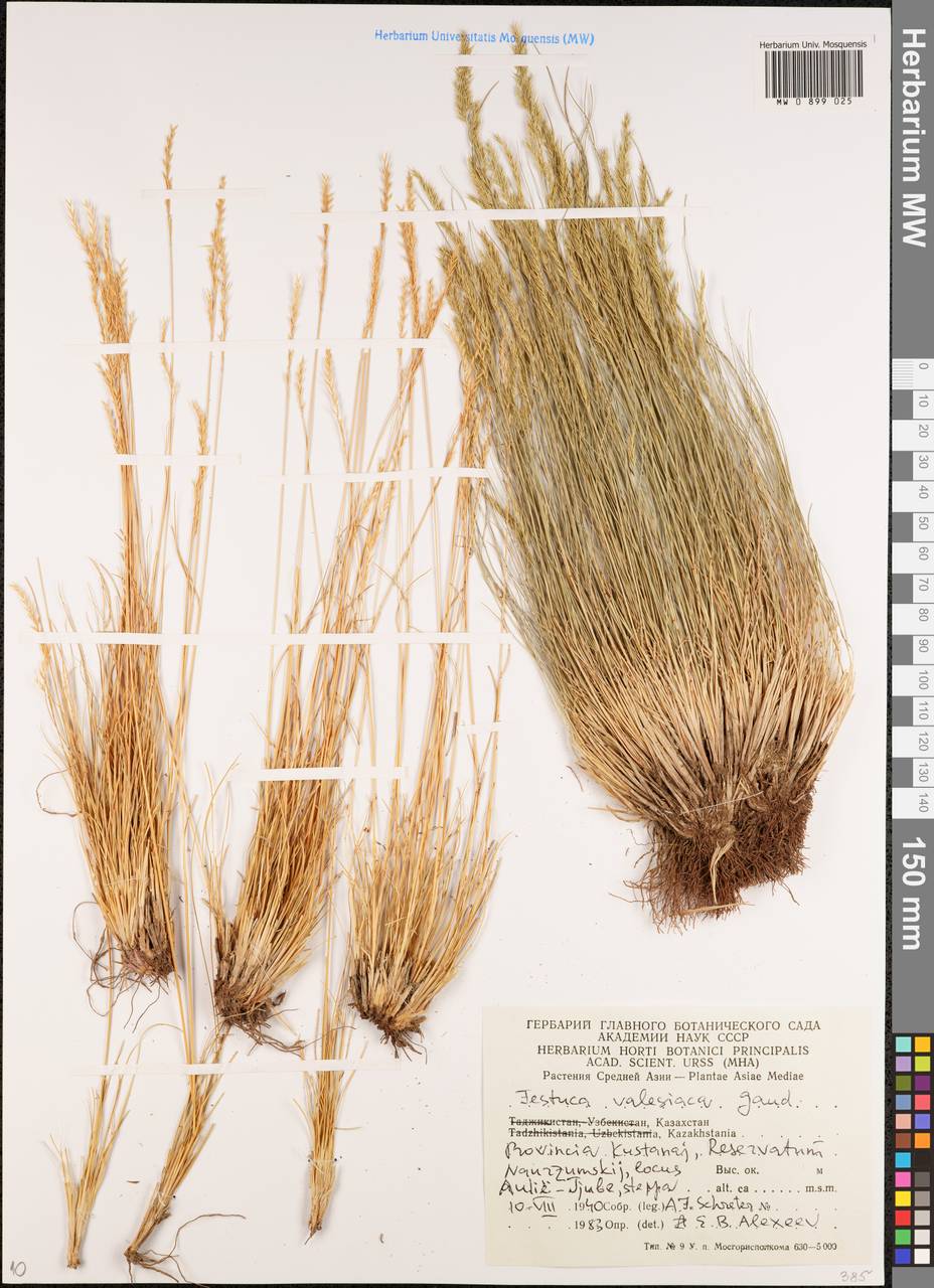 MW0899025, Festuca valesiaca (Овсяница валисская, Типчак), specimen