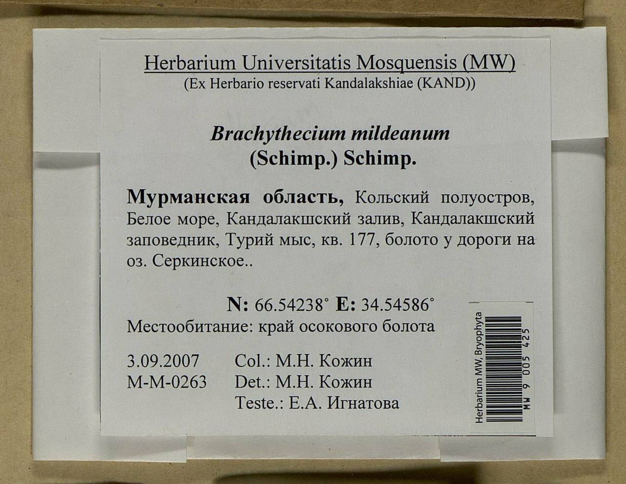 MW9005425, Brachythecium mildeanum, specimen