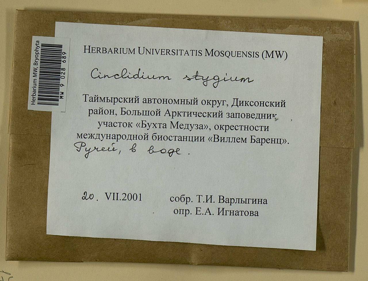 MW9028689, Cinclidium stygium, specimen