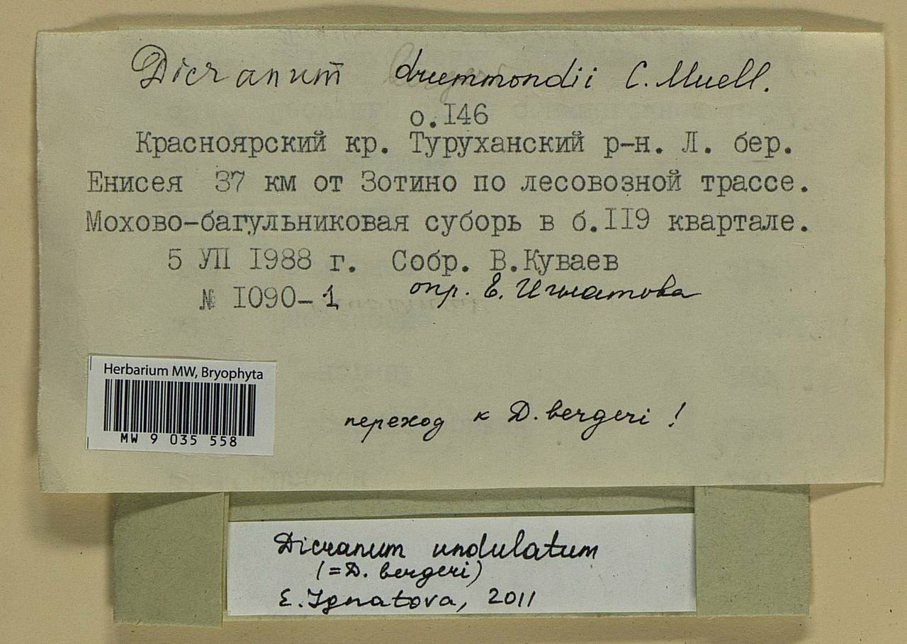 MW9035558, Dicranum undulatum, specimen