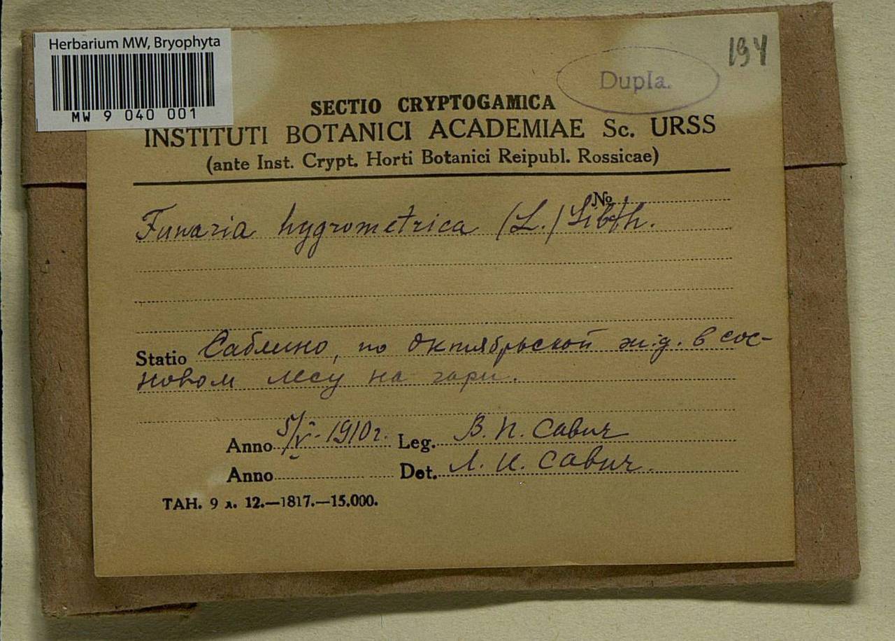 MW9040001, Funaria hygrometrica, specimen